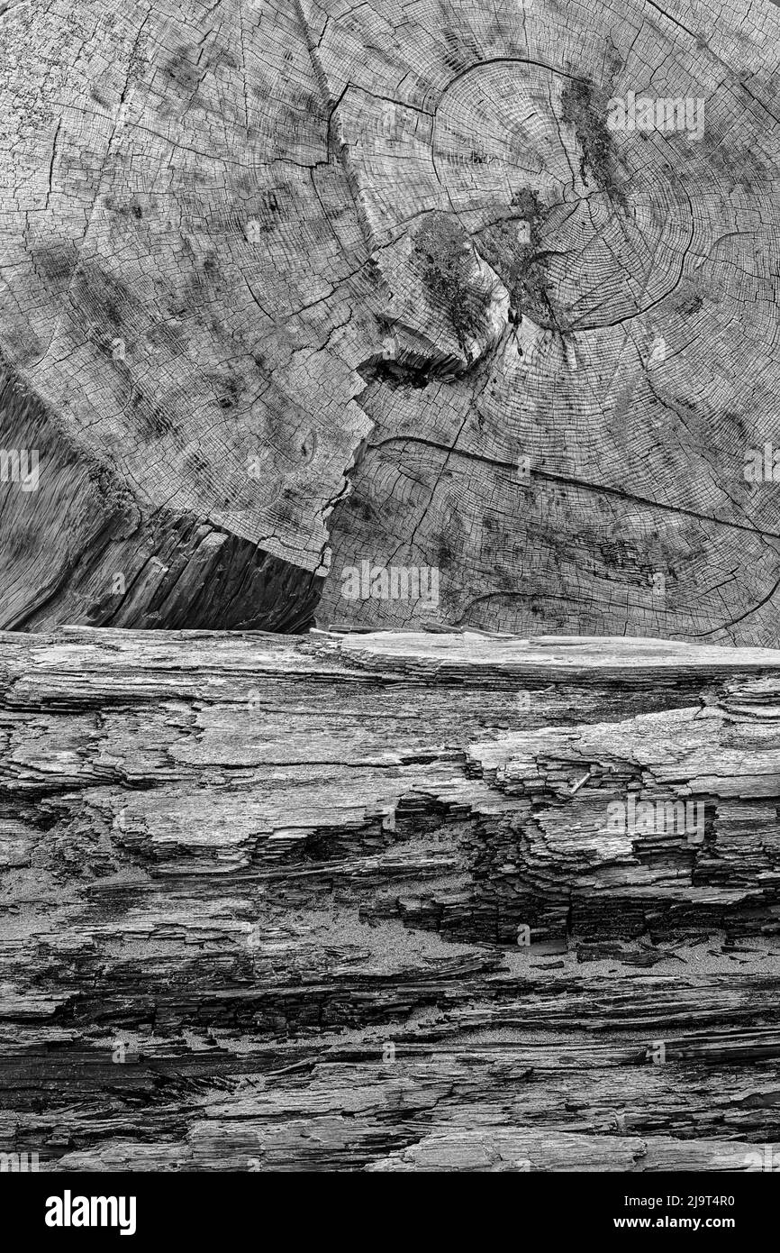 Geometric pattern in eroded driftwood, Bandon Beach, Oregon Stock Photo ...