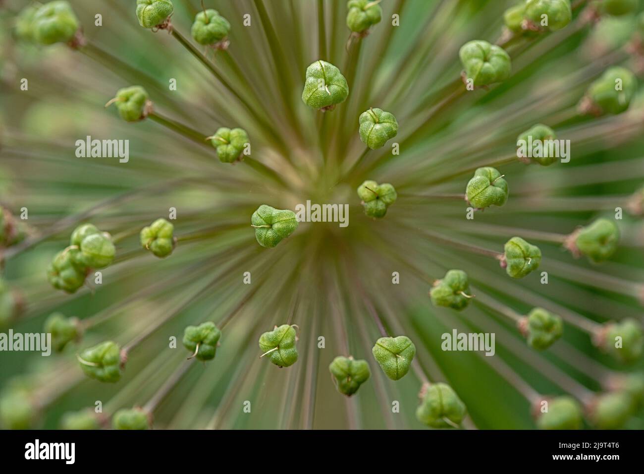 Flower pattern, Schreiner Iris Gardens, Salem, Oregon Stock Photo - Alamy
