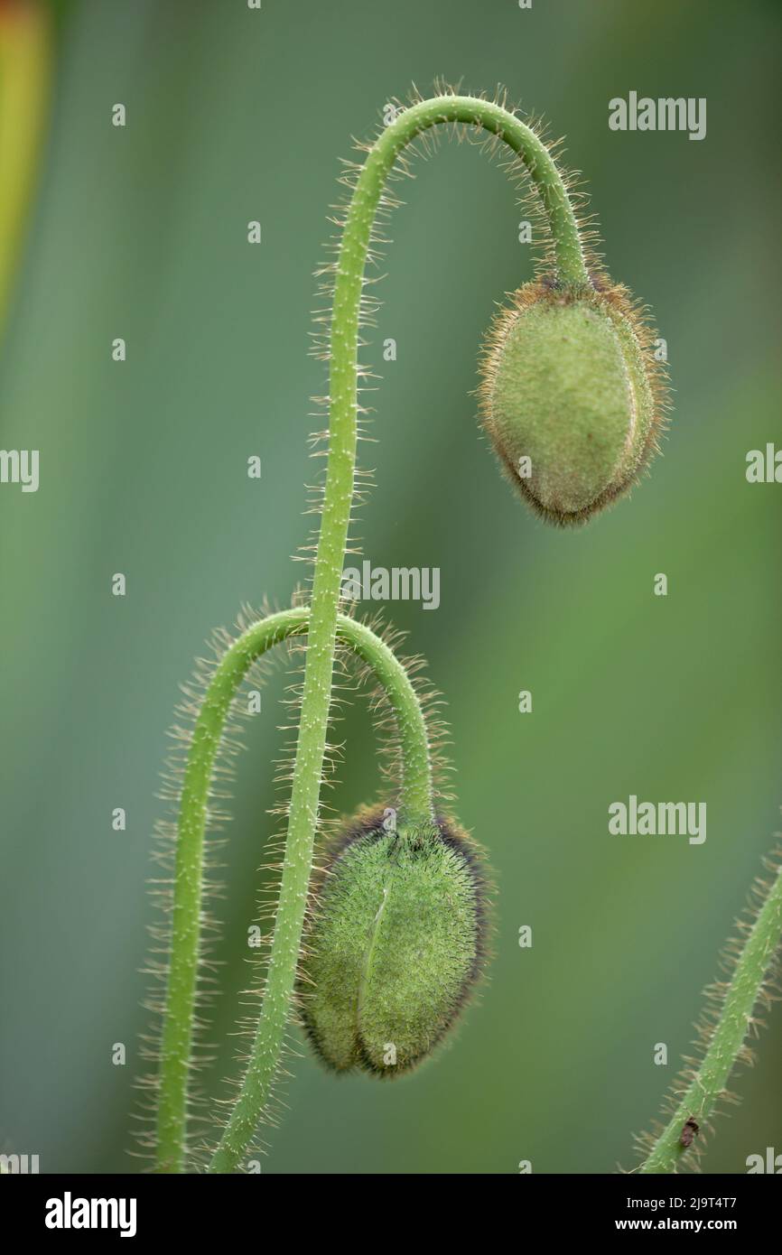 Unopened poppy hi-res stock photography and images - Alamy
