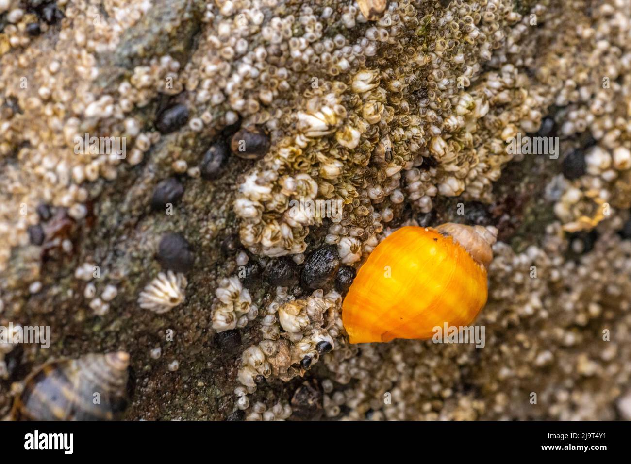 Sea shell orange hi-res stock photography and images - Alamy