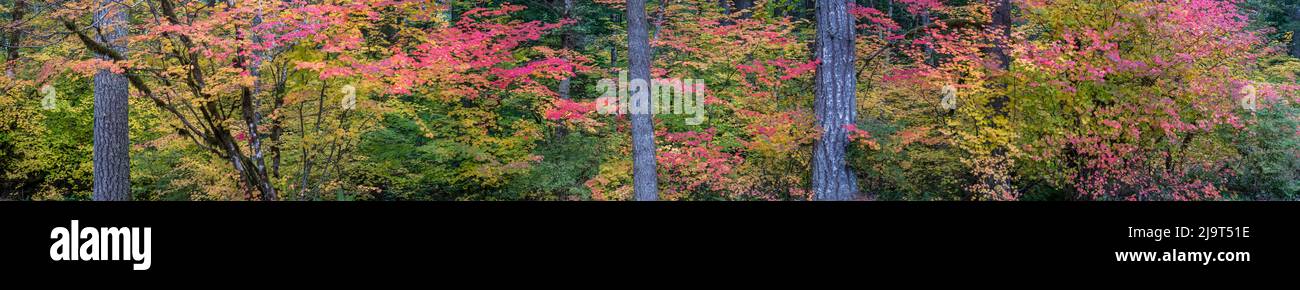 USA, Oregon, Silver Falls State Park. Autumn forest panoramic Stock ...