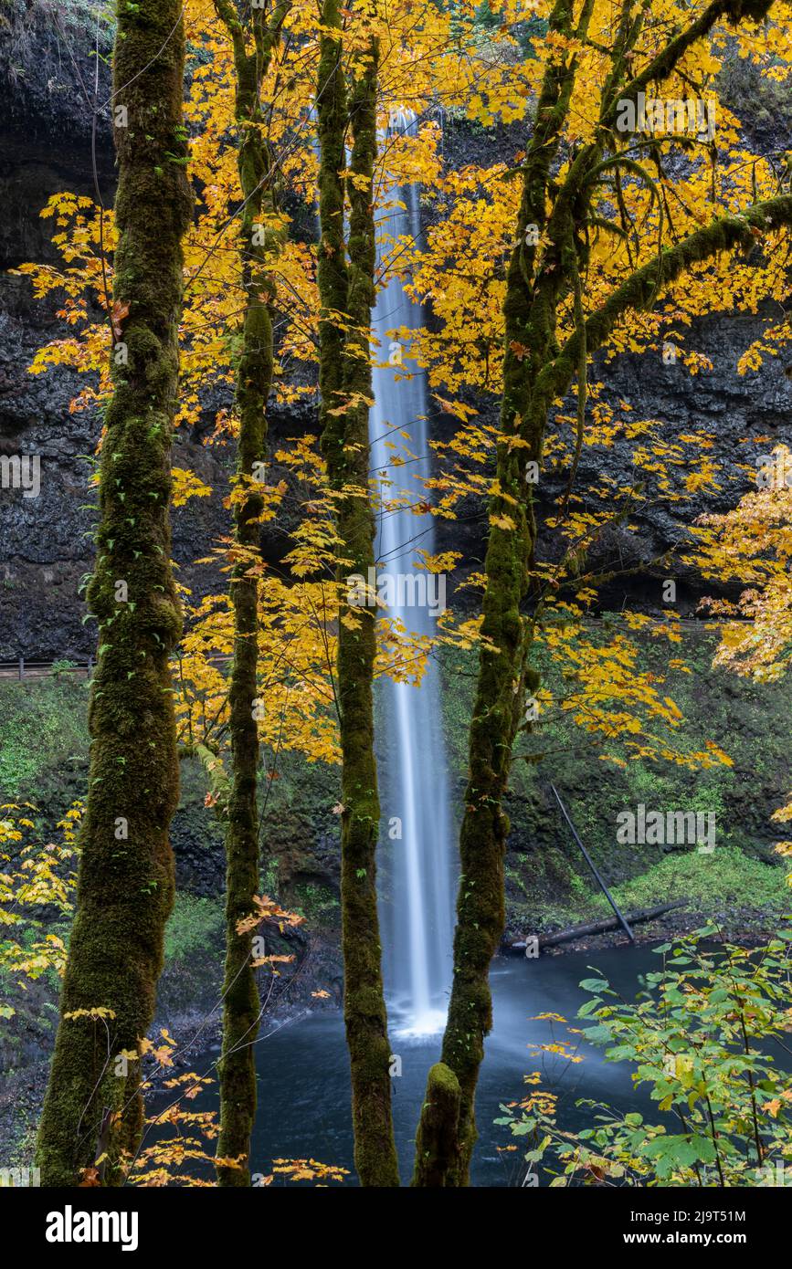 USA, Oregon, Silver Falls State Park. Tall waterfall and forest in ...
