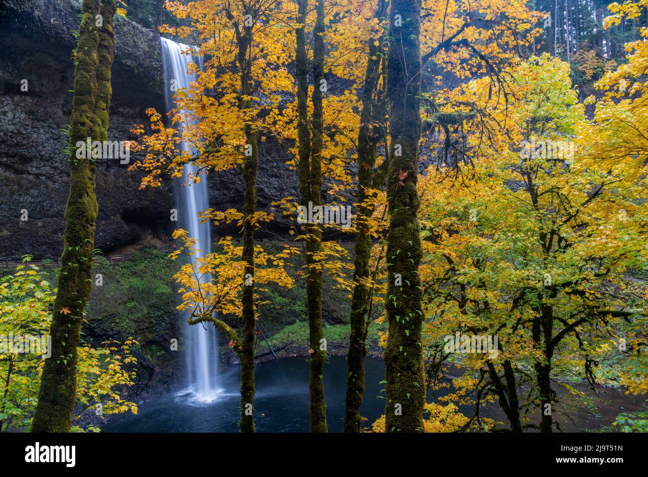 USA, Oregon, Silver Falls State Park. Tall waterfall and forest in ...