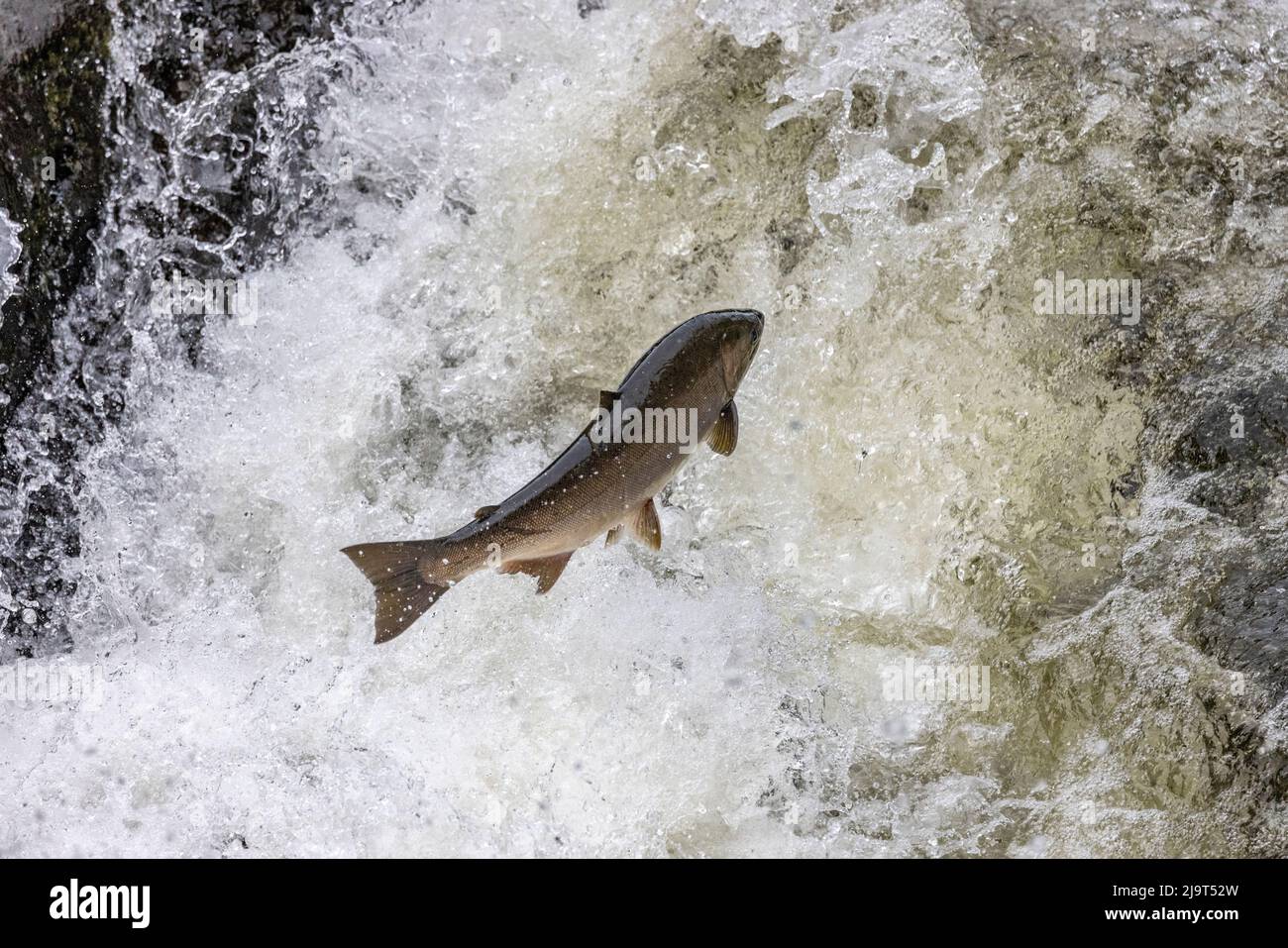 Spawning Coho salmon swimming upstream on the Nehalem River in the ...