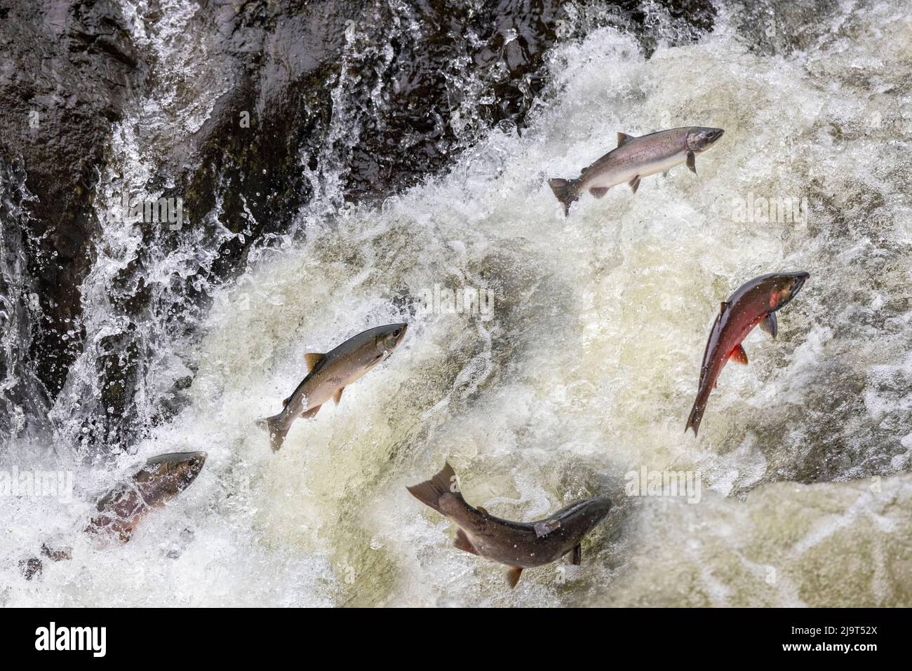 Salmon Swimming In River