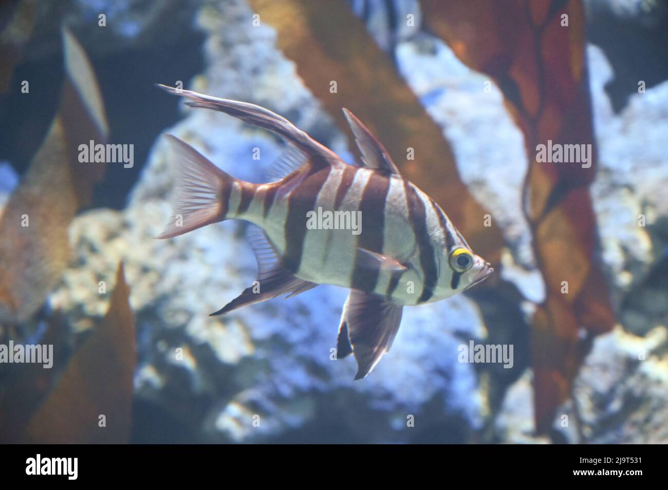 Old wife enoplosus armatus hi-res stock photography and images - Alamy