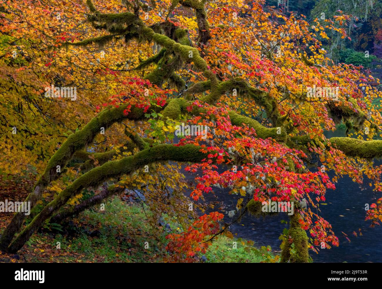 Colorful autumn maples along Humbug Creek in Clatsop County, Oregon ...