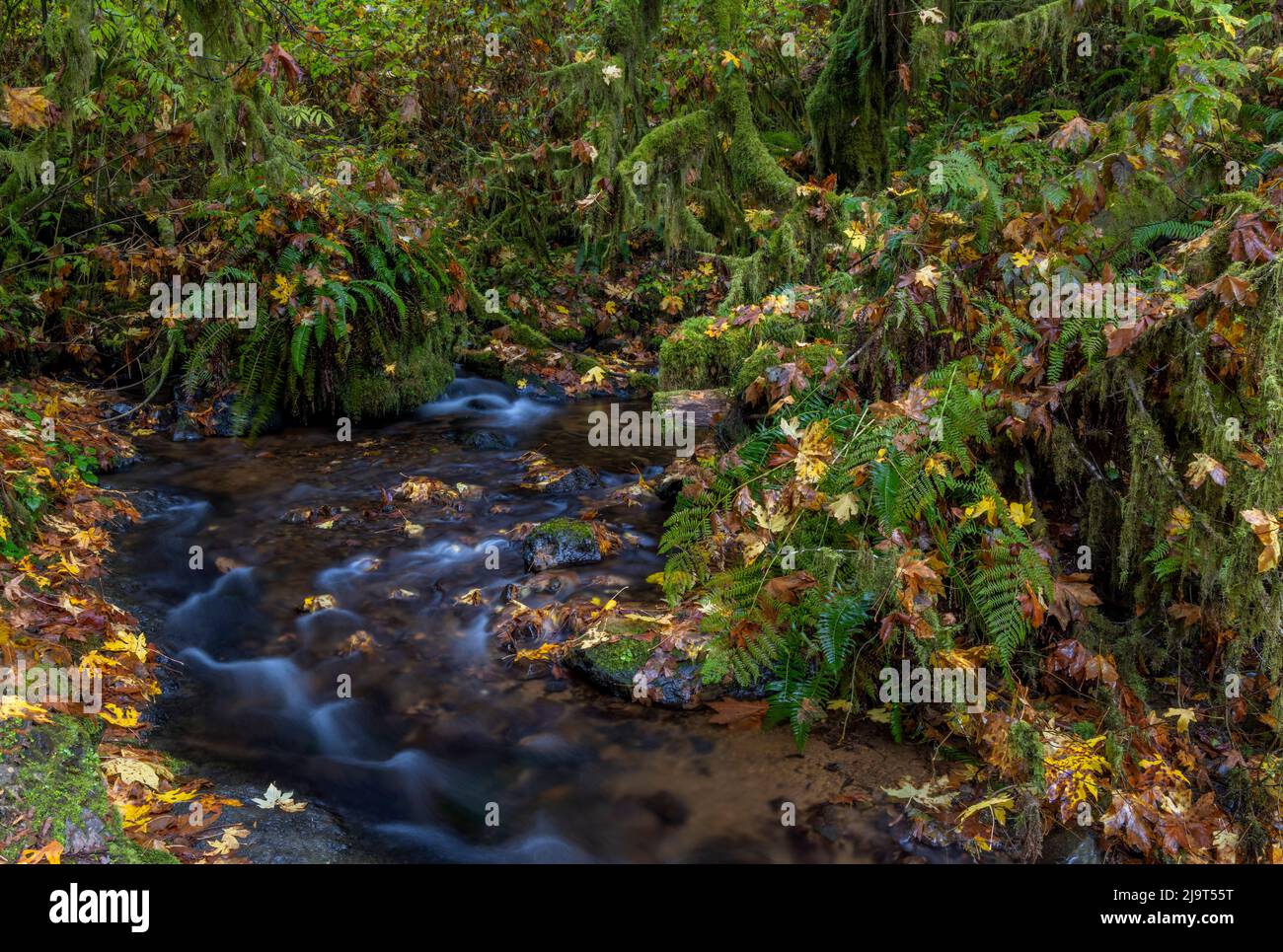 Munson creek falls state natural site hi-res stock photography and ...