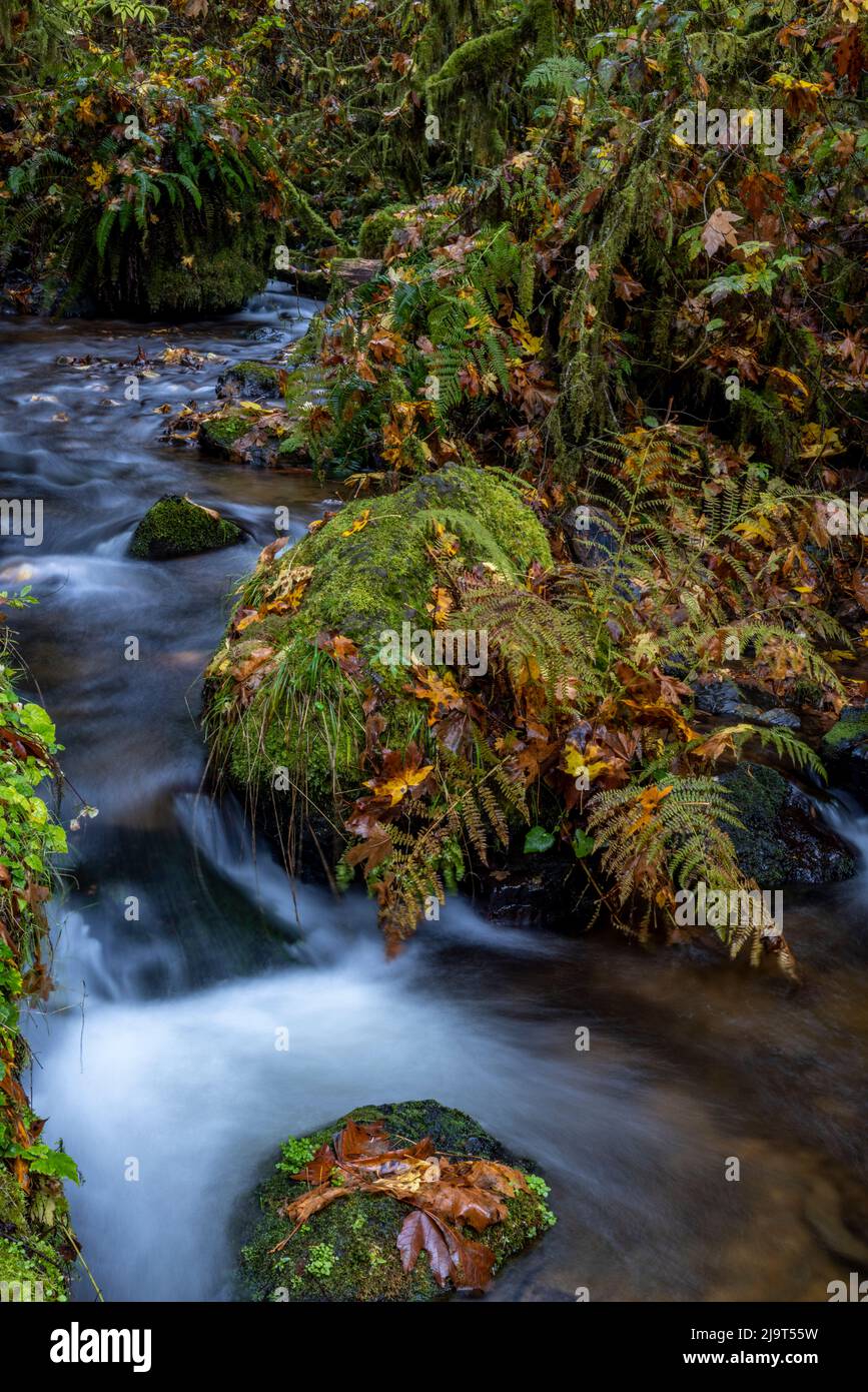 Munson creek falls state natura hi-res stock photography and images - Alamy
