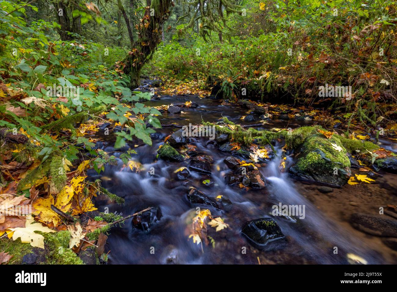 Munson creek falls state natural site hi-res stock photography and ...