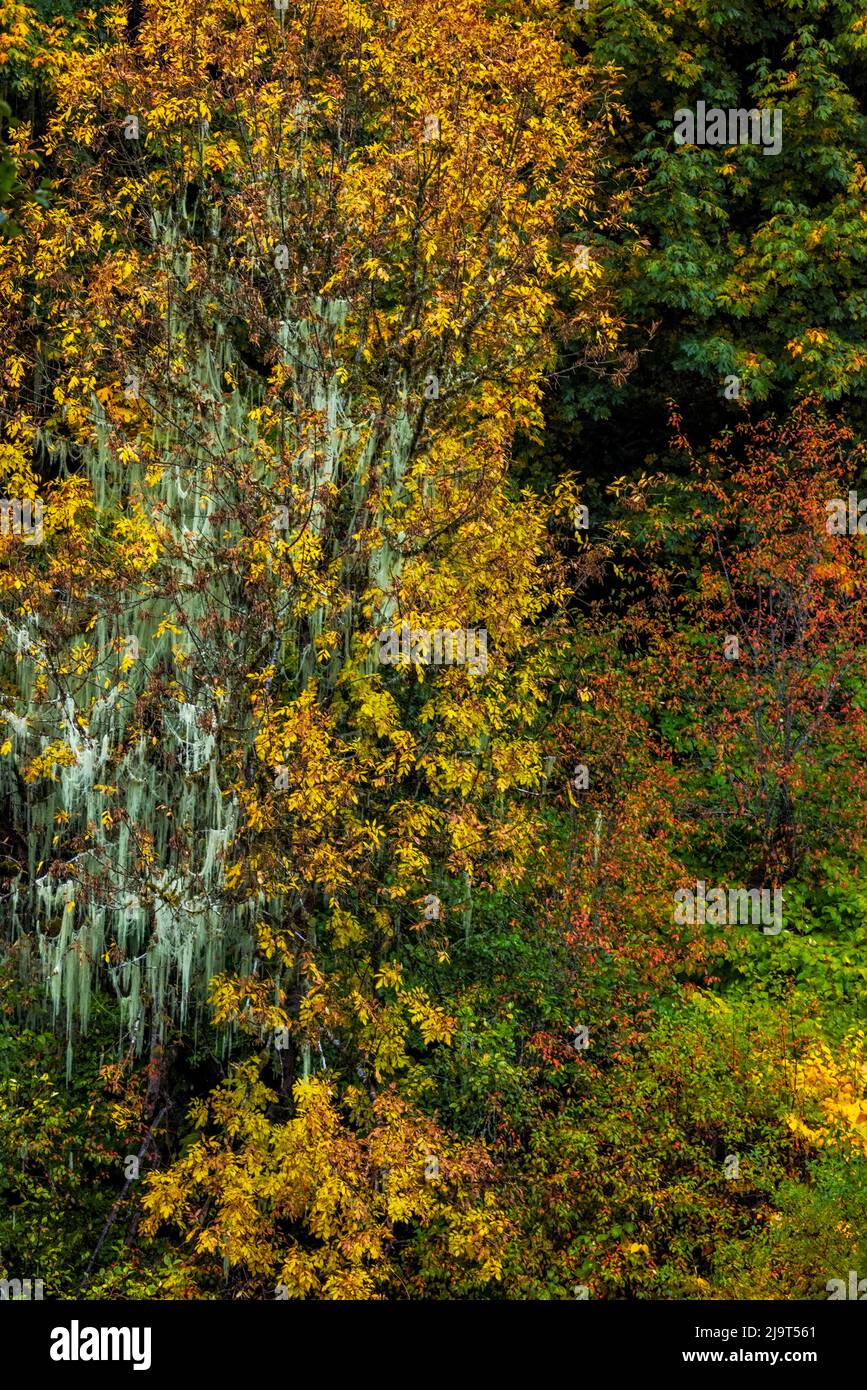 Oregon tillamook forest river hi-res stock photography and images - Alamy