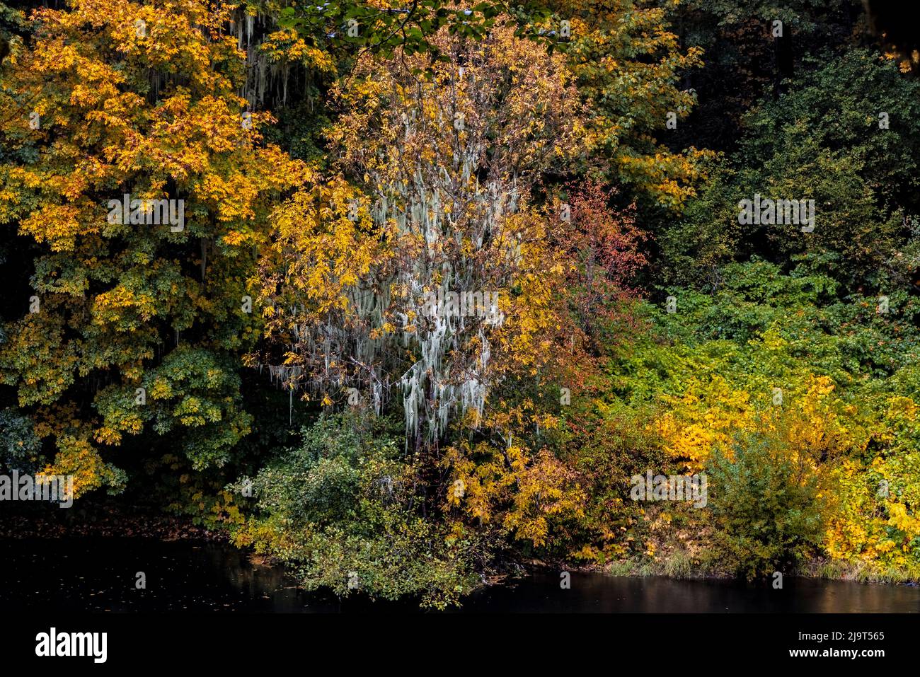 Oregon tillamook forest river hi-res stock photography and images - Alamy