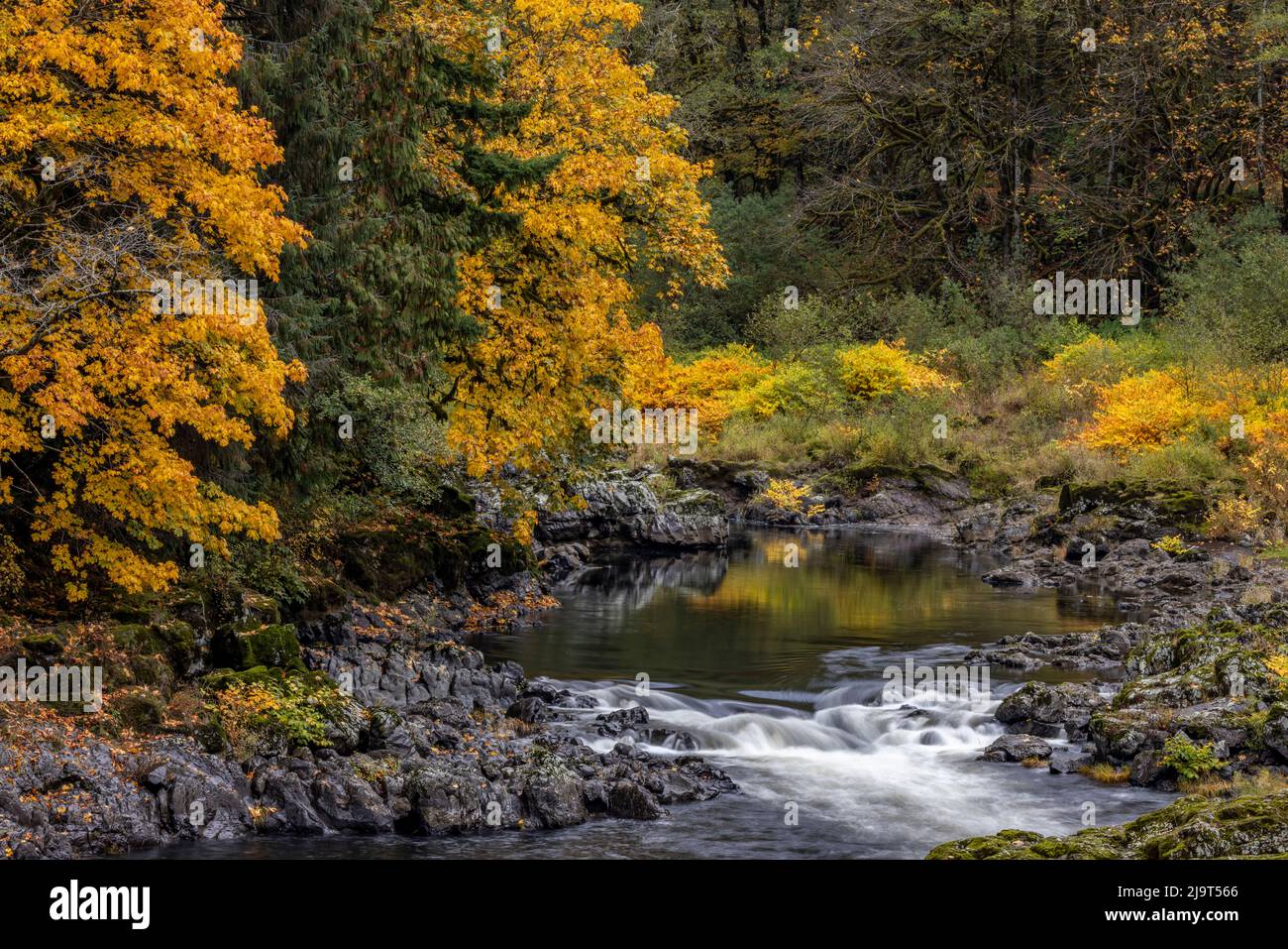 Fall color along the Nehalem River in the Tillamook State Forest ...