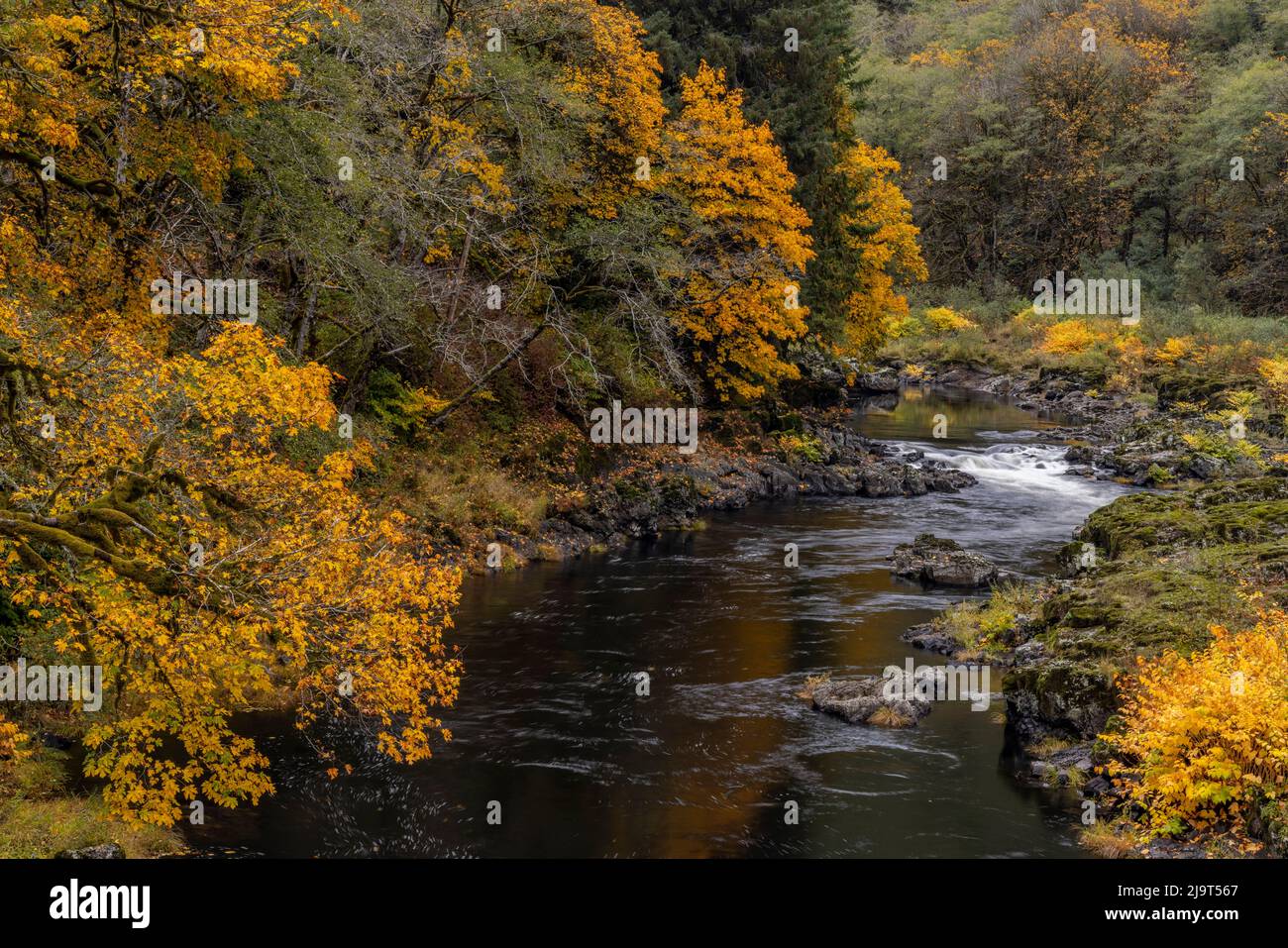 Tillamook forest hi-res stock photography and images - Alamy
