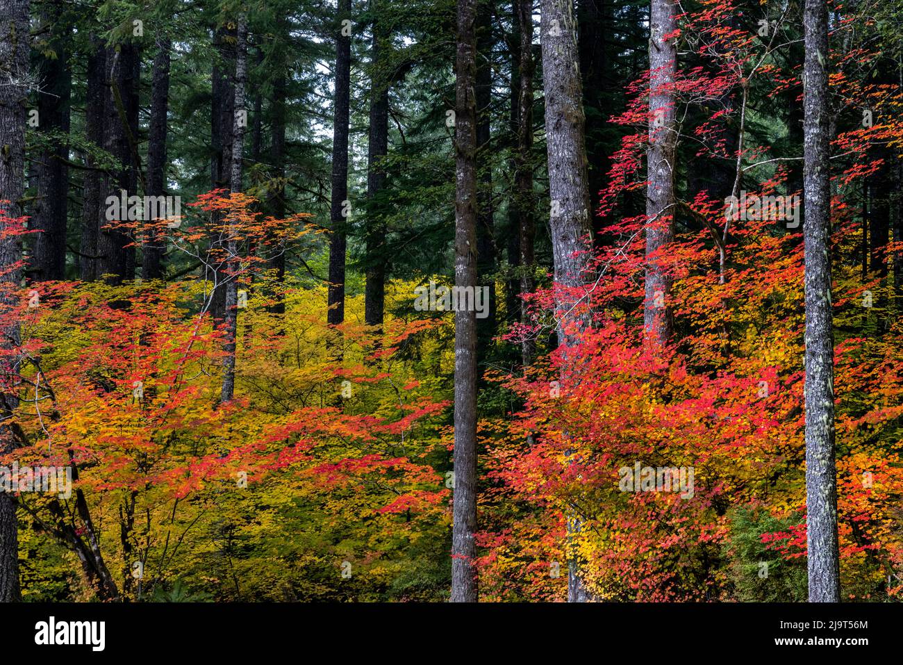 Vine Maple trees in autumn at Silver Falls State Park near Silverton ...