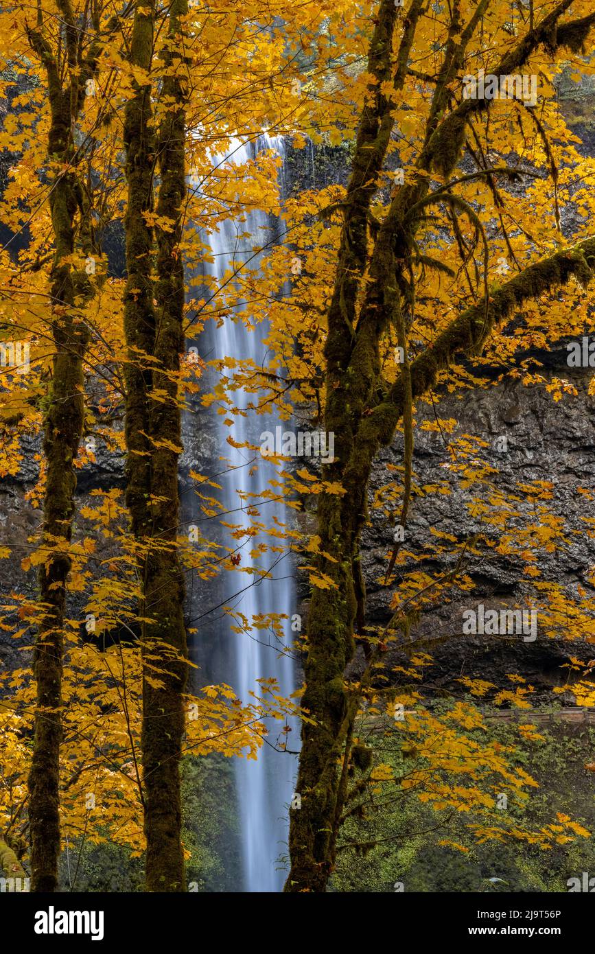 South Falls in autumn at Silver Falls State Park near Silverton, Oregon ...