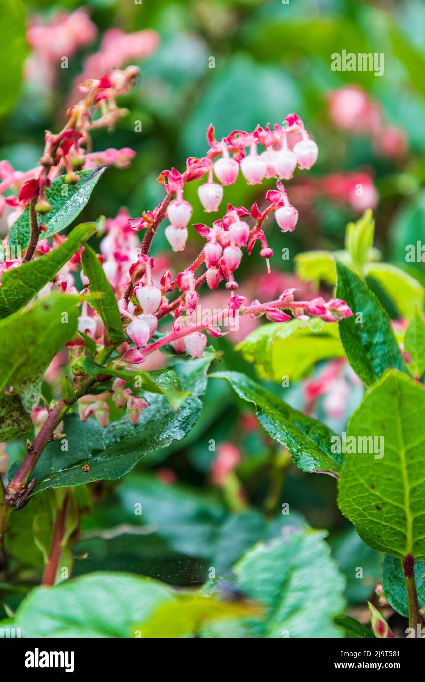House Rock Viewpoint, Oregon, USA. Salal flowers on the Oregon Coast ...
