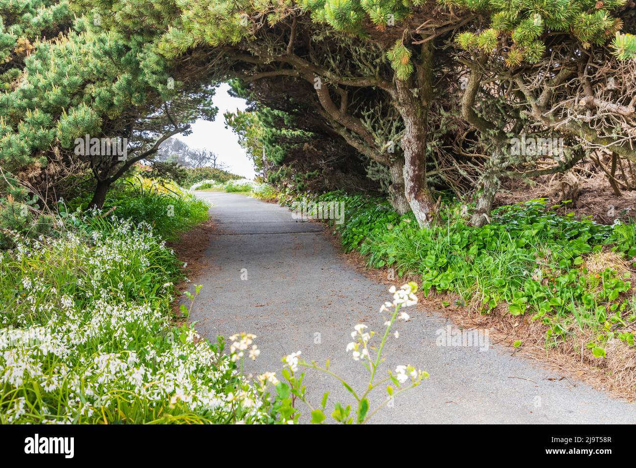 Bandon, Oregon, USA. Evergreen trees creating a tunnel over a path on ...