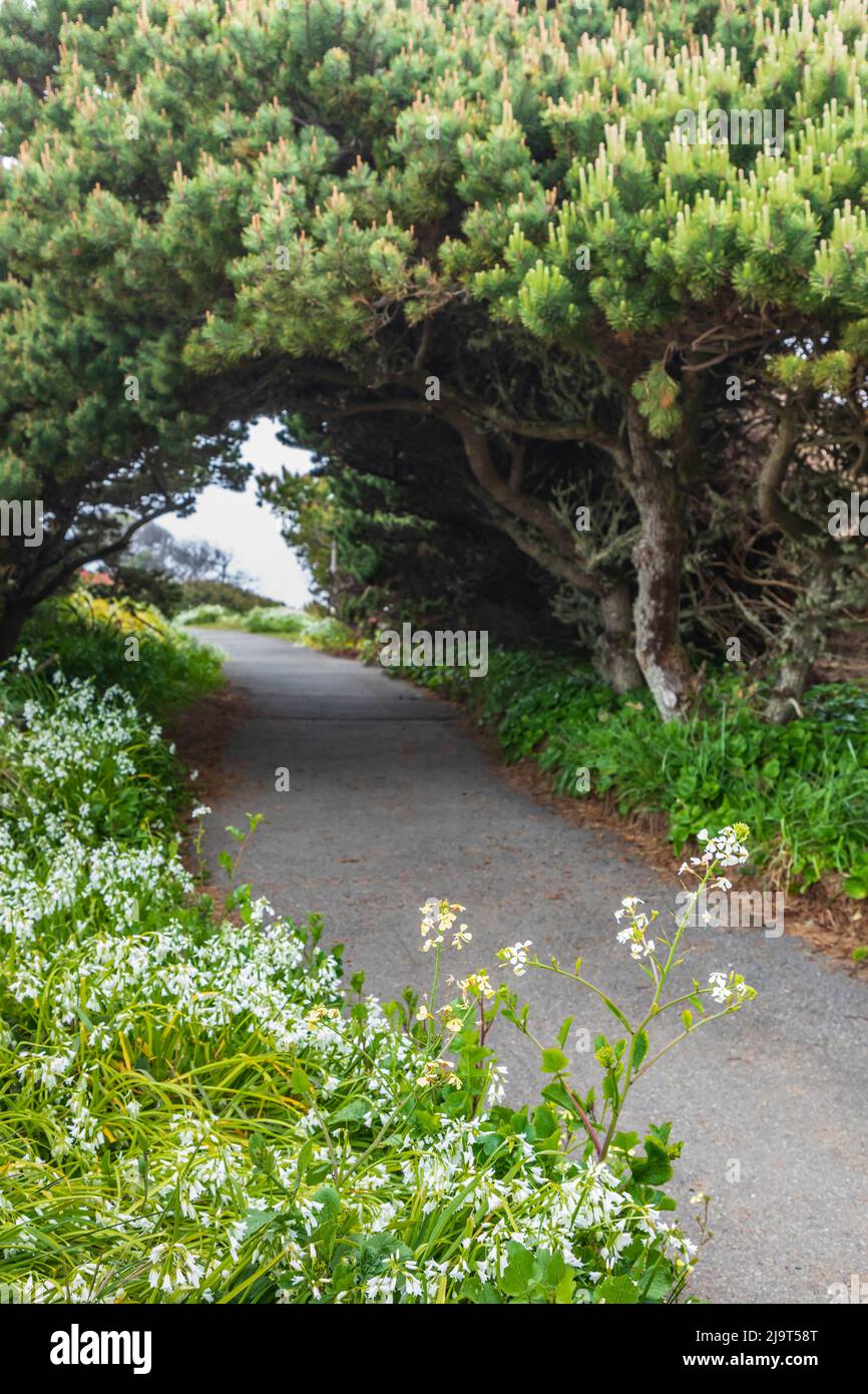 Bandon, Oregon, USA. Evergreen trees creating a tunnel over a path on ...