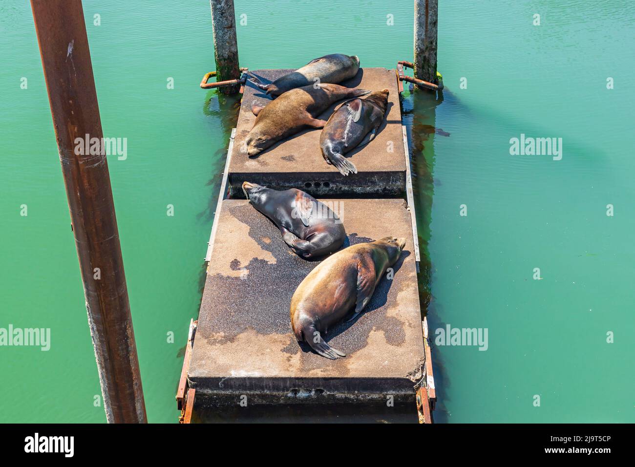 Napping on the dock hi-res stock photography and images - Alamy