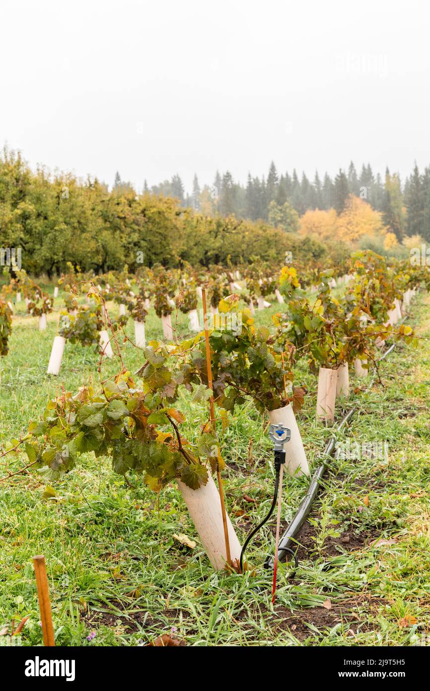 Hood River, Oregon, USA. Young grape vines in an Autumn rain. They are ...