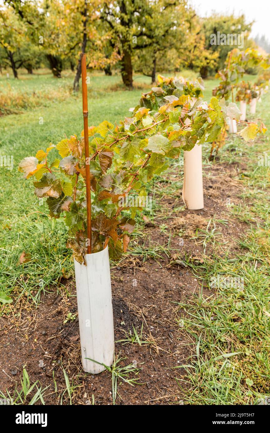 Hood River, Oregon, USA. Young grape vines in an Autumn rain. They are ...