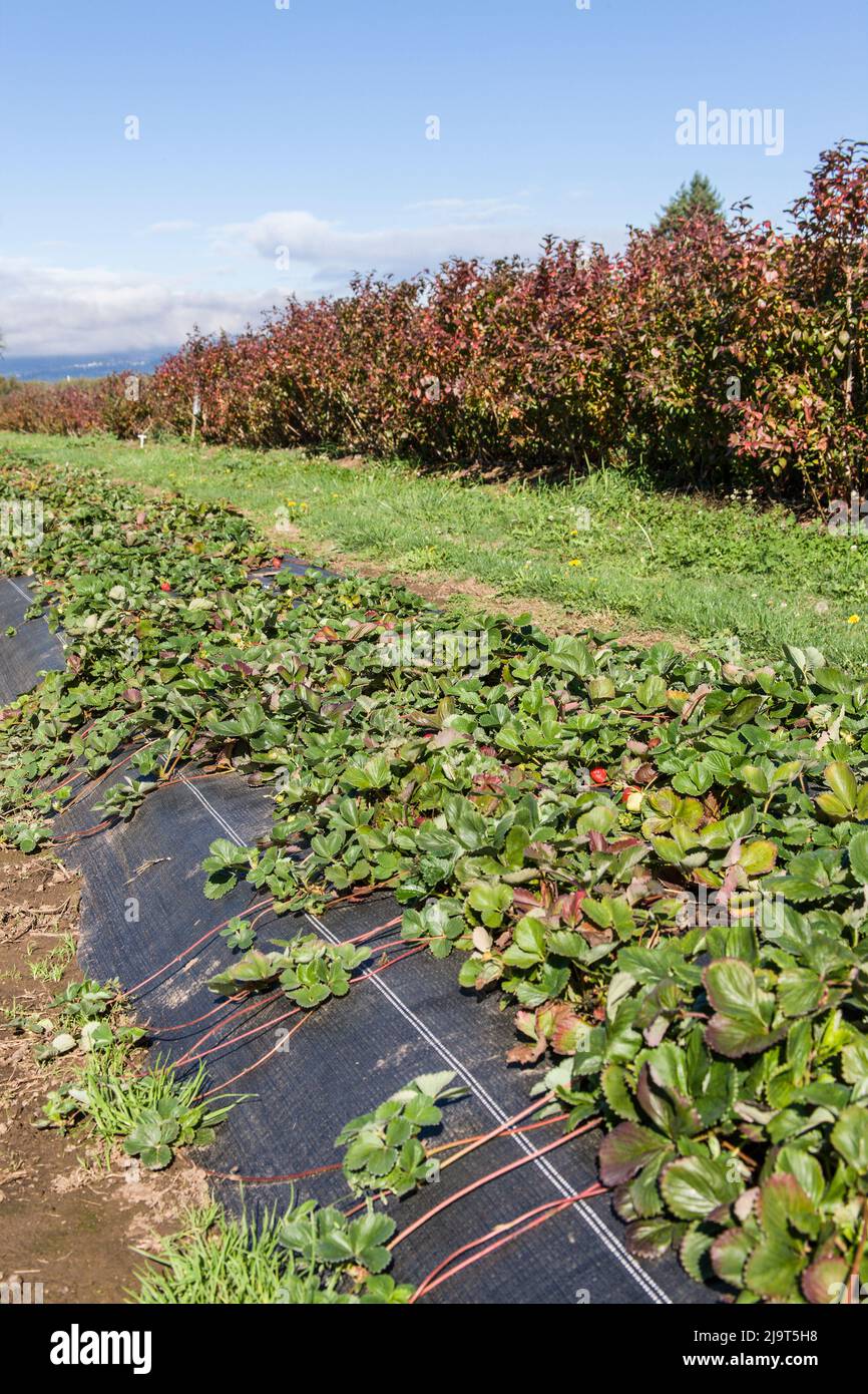 Hood River, Oregon, USA. Strawberries growing mounded under black ...