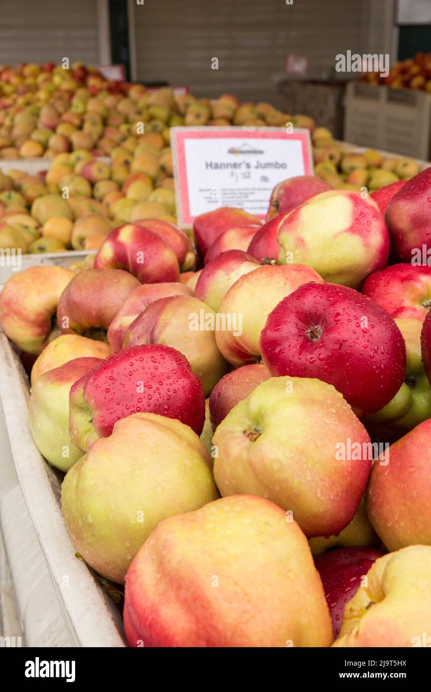 Hood River, Oregon, USA. Hanner's Jumbo apples for sale at a fruit ...