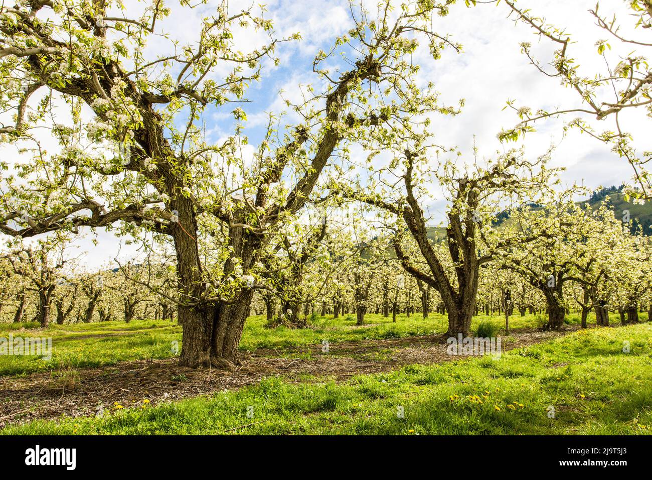 The fruit loop oregon hi-res stock photography and images - Alamy