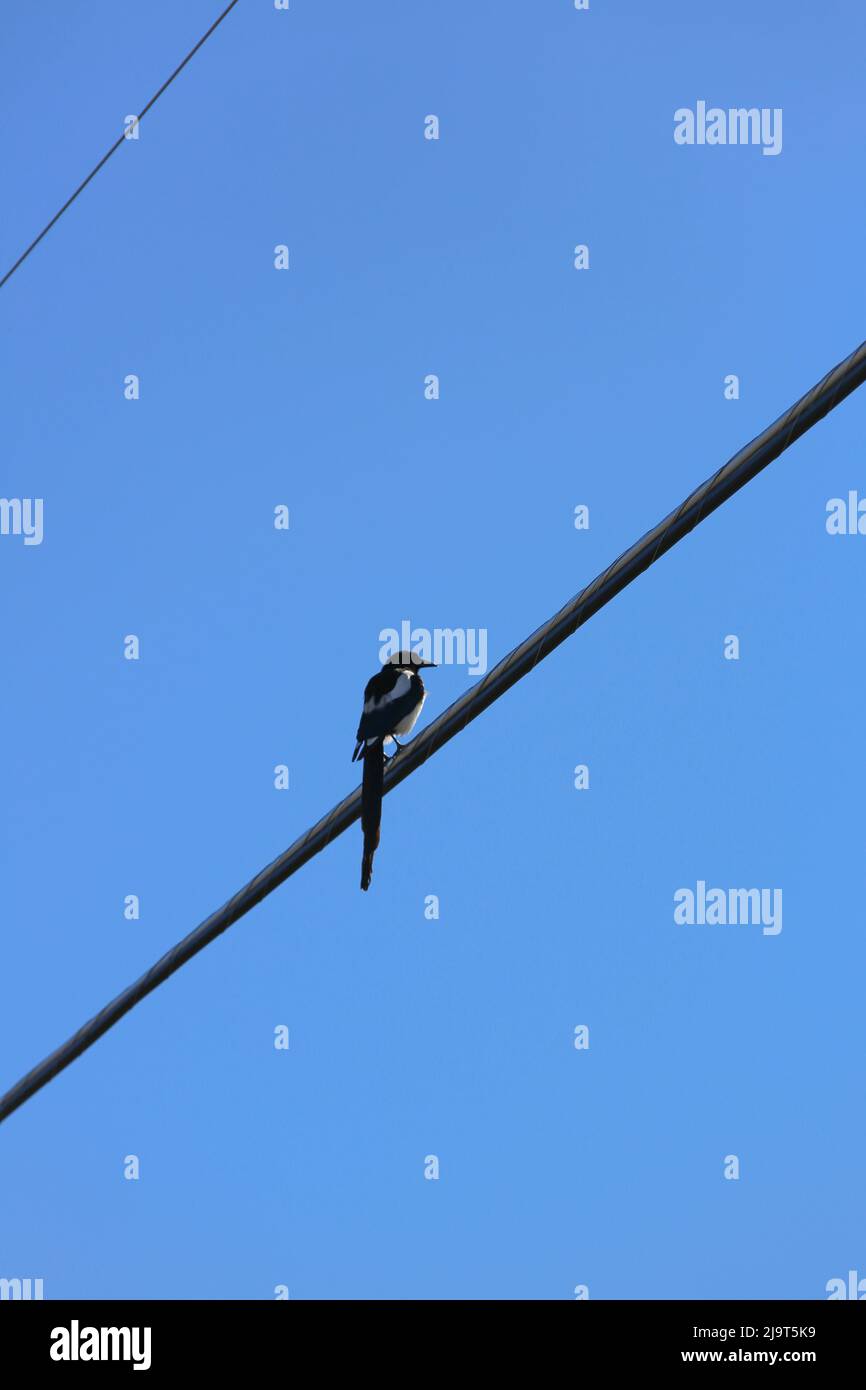 Bend, Oregon, USA. Black-billed magpie Stock Photo - Alamy