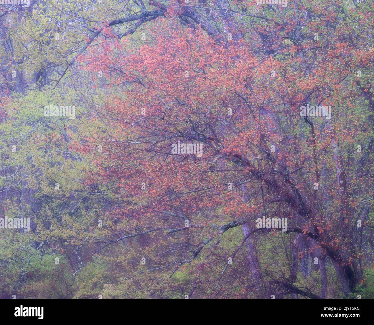 USA, Pennsylvania, Delaware Water Gap National Recreation Area. Forest ...