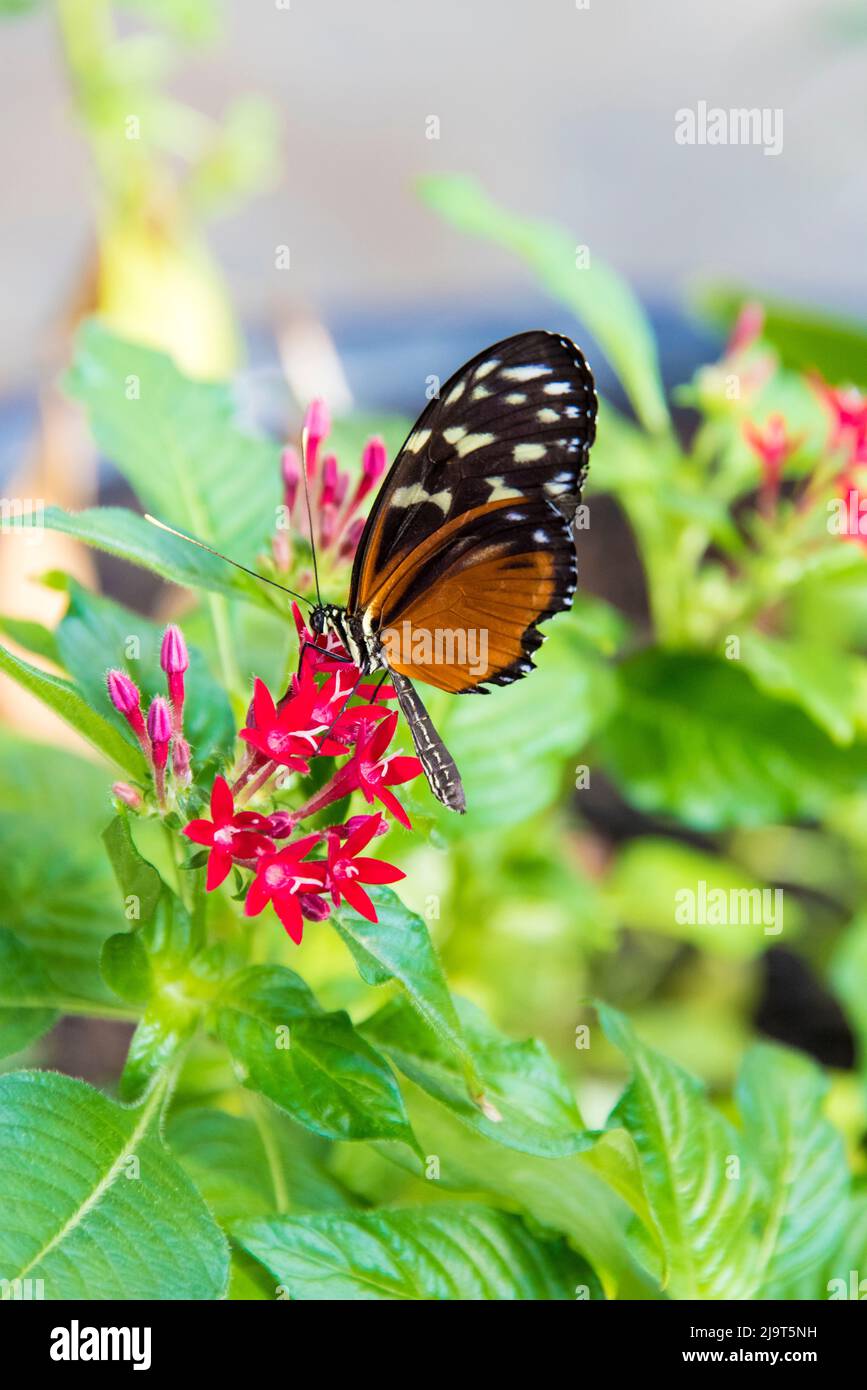 USA, Tennessee. Butterfly garden. Tiger longwing Stock Photo - Alamy