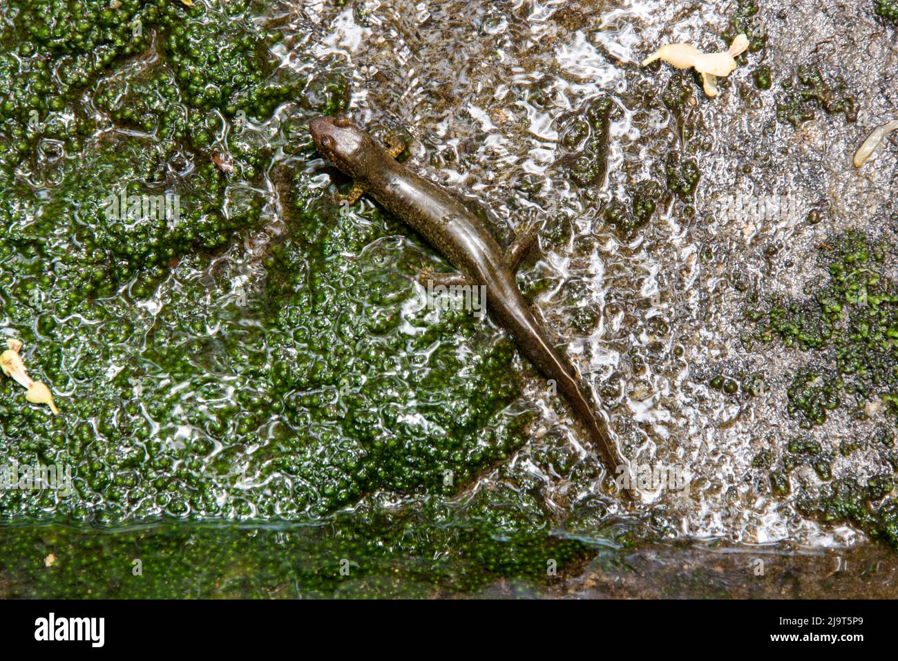 USA, Tennessee. Black-bellied dusky clings to rock Rainbow Falls Great ...