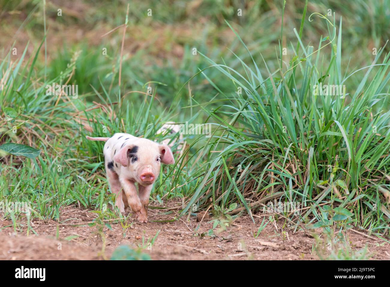USA, Tennessee. Cute piglet walking Stock Photo - Alamy