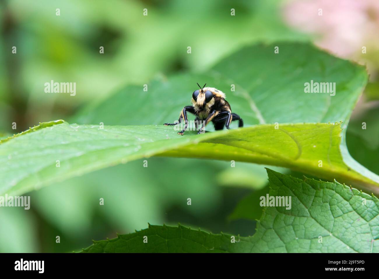 Hydrangea fly hi-res stock photography and images - Alamy