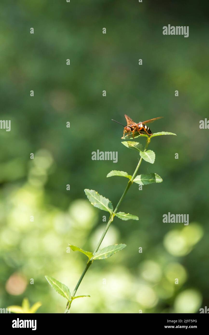 USA, Tennessee. Cicada killer wasp perched on Purple Wintercreeper ...