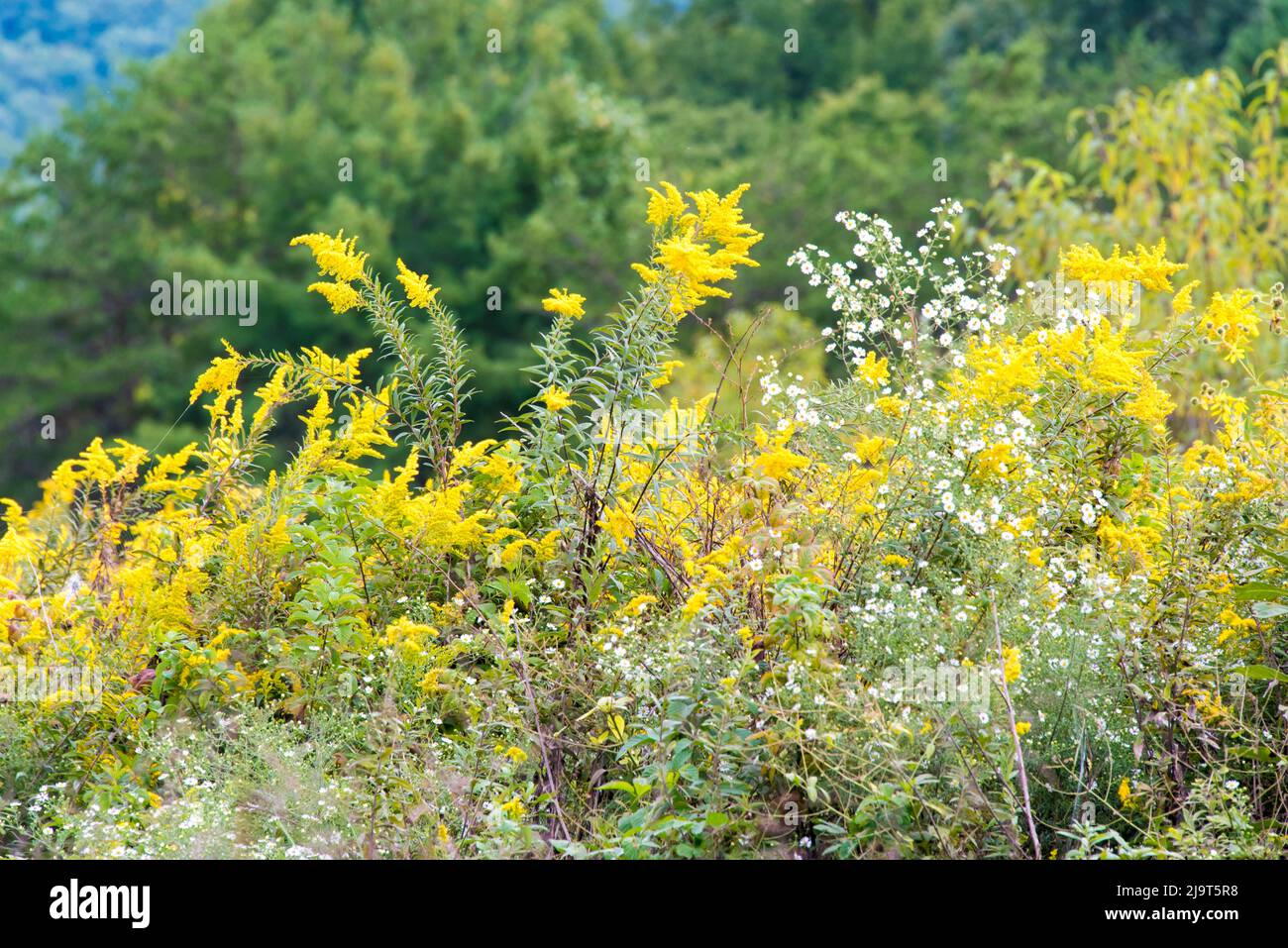 USA, Tennessee. Great Smoky Mountains National Park. Goldenrod and ...