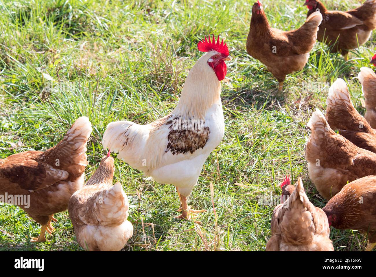 USA, Tennessee. Pastured rooster and hens Stock Photo - Alamy