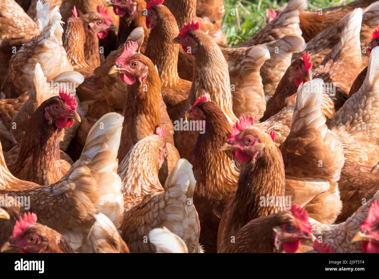 USA, Tennessee. Pastured hens flock tightly when grazing Stock Photo ...