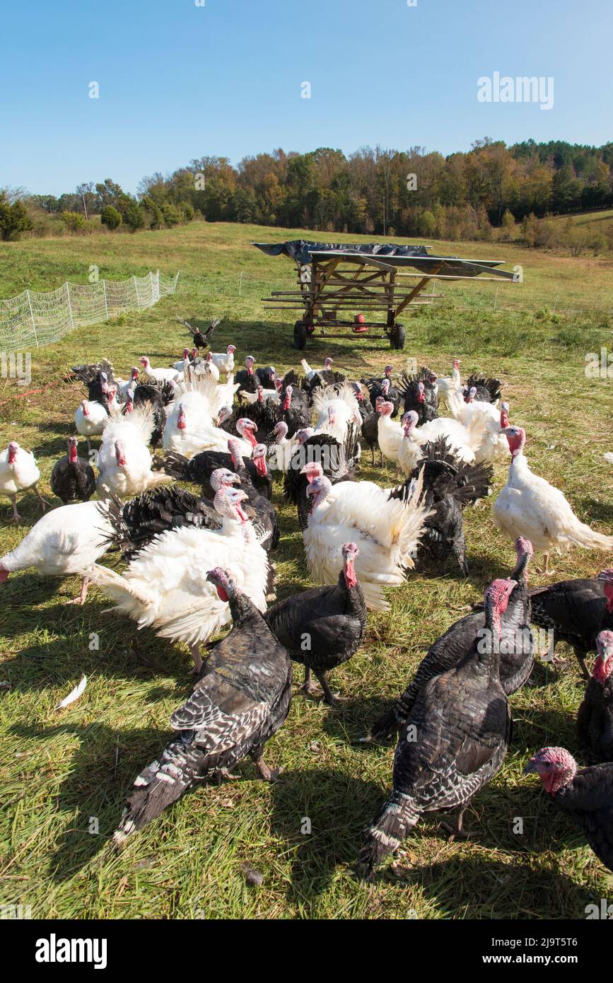 USA, Tennessee. Pastured turkeys on farm Stock Photo - Alamy