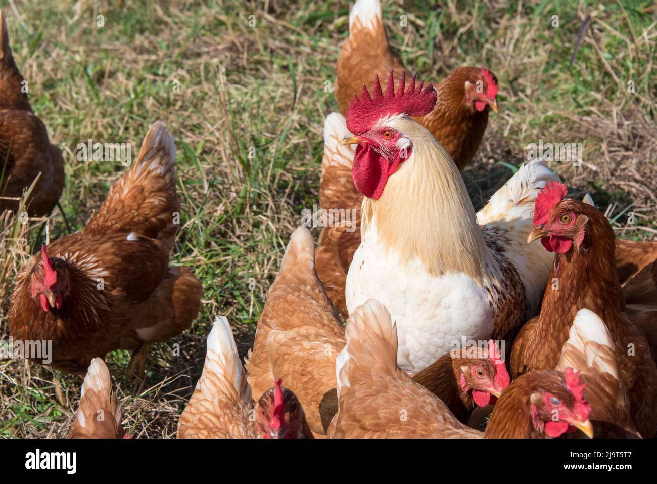 USA, Tennessee. Pastured rooster and hens Stock Photo - Alamy