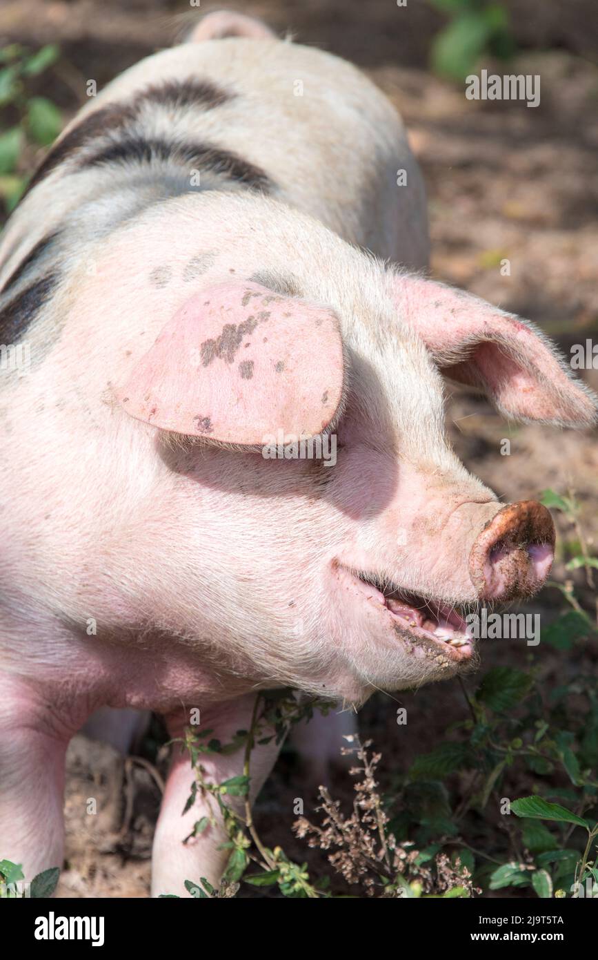 Happy pig hi-res stock photography and images - Alamy