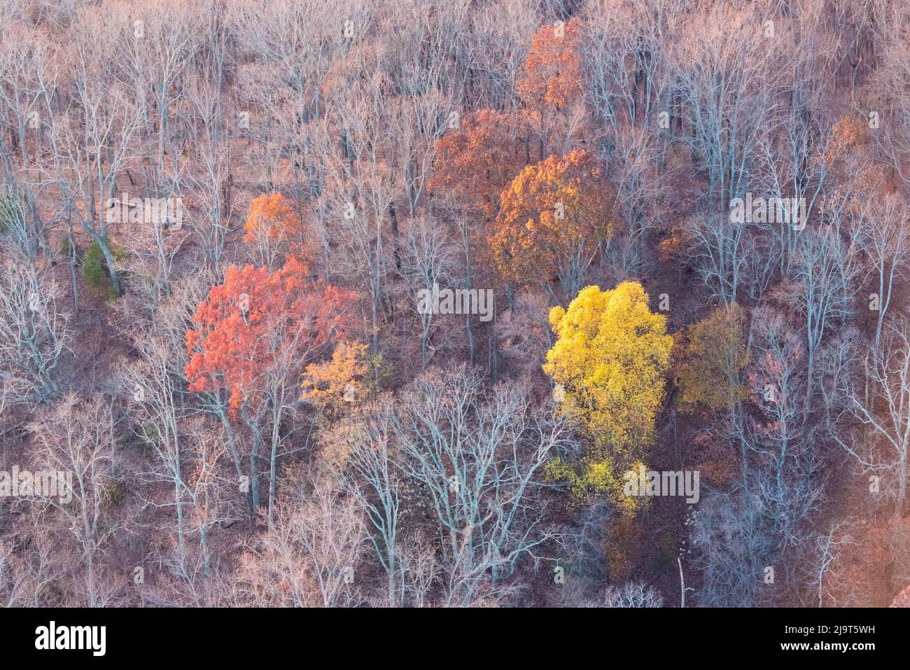 Tennessee trees hi-res stock photography and images - Alamy