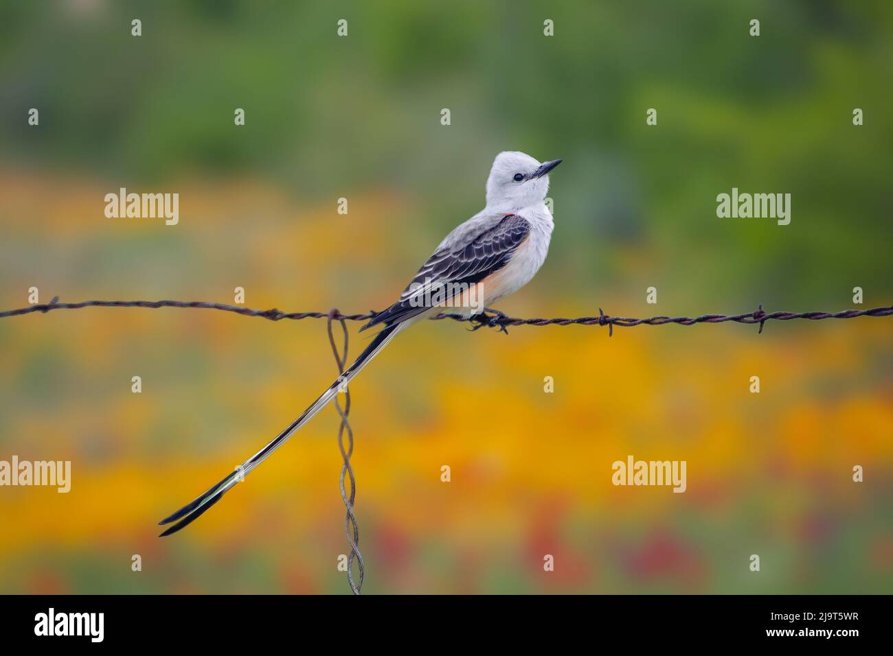 Yellow tailed flycatcher hi-res stock photography and images - Alamy