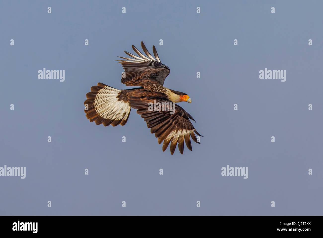 Crested caracara flying. Rio Grande Valley, Texas Stock Photo - Alamy