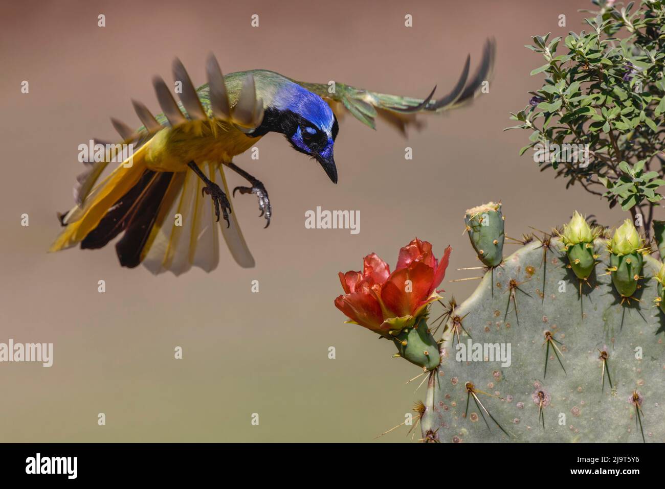 Jay flying hi-res stock photography and images - Alamy