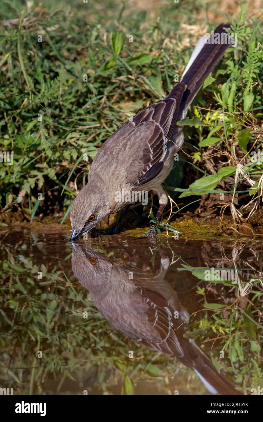 Male northern mockingbird mimus hi-res stock photography and images - Alamy