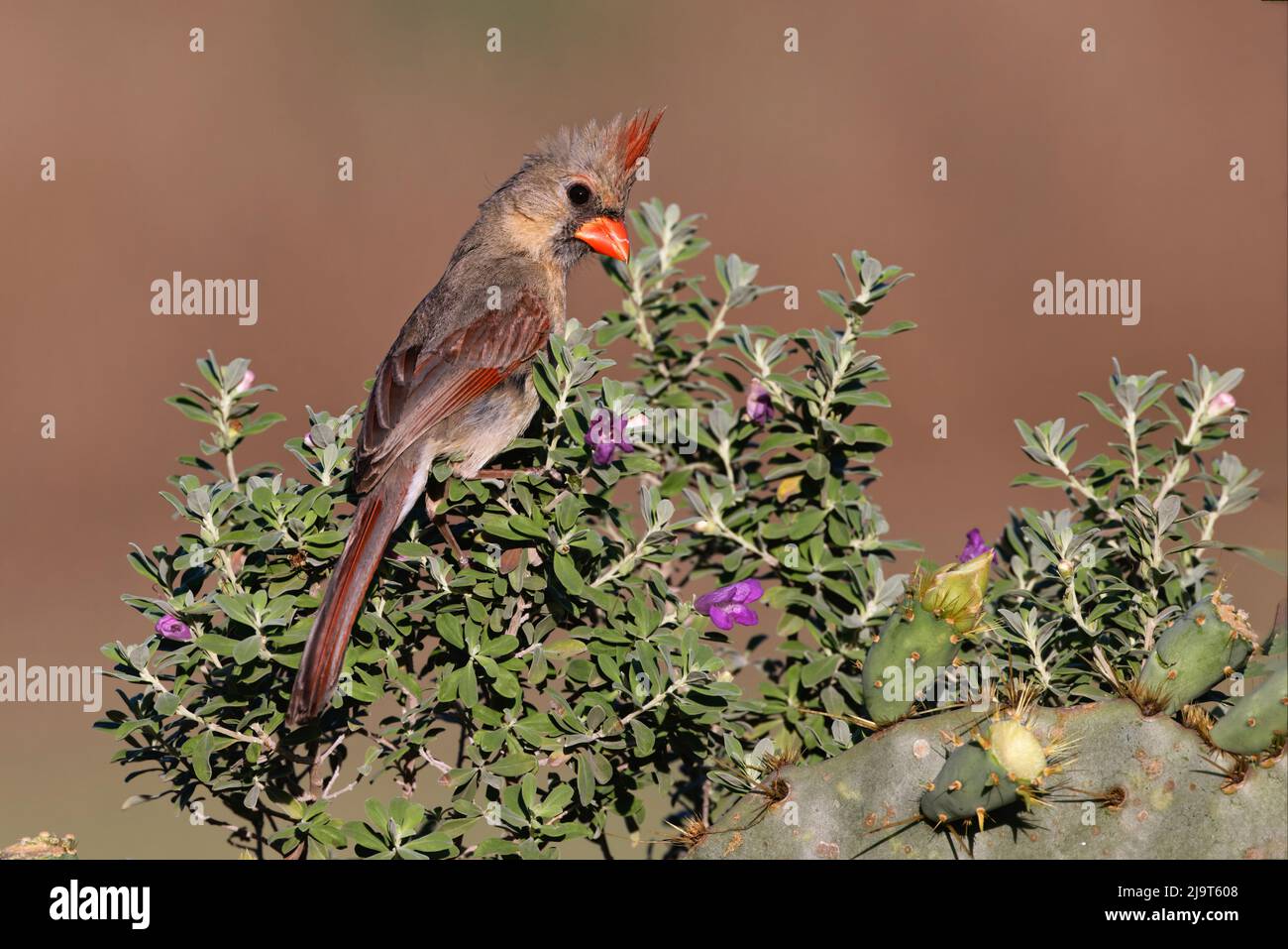 Female Northern Cardinal. Rio Grande Valley, Texas Stock Photo - Alamy