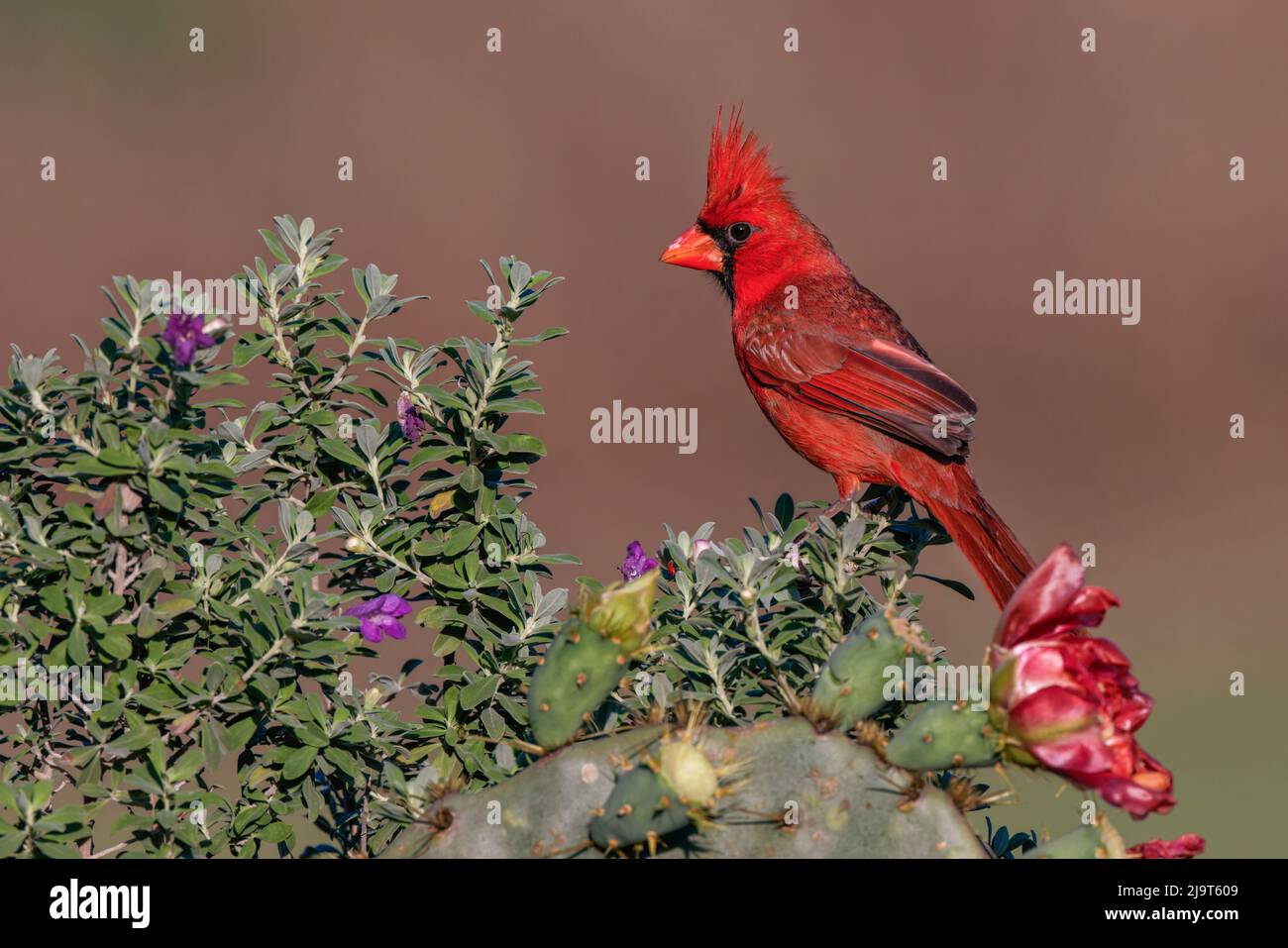 Desert cardinal texas hi-res stock photography and images - Alamy