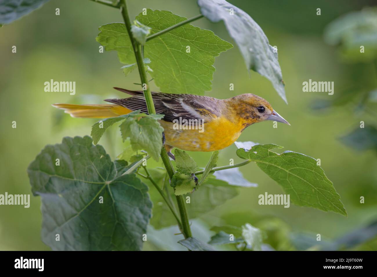 Orchard oriole female hi-res stock photography and images - Alamy